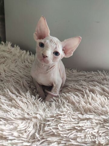 Кремовый малыш чистых кровей