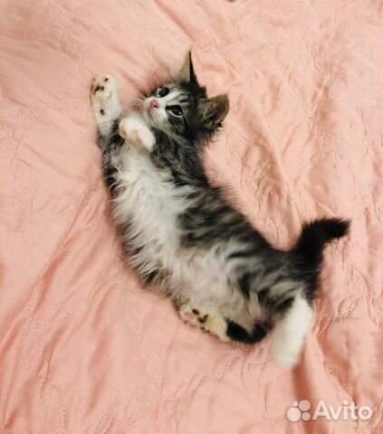 Котеночек в добрые руки