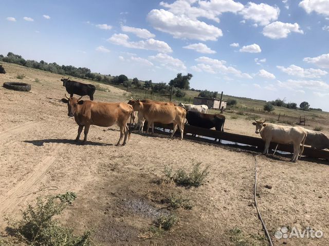 Телочки коровы