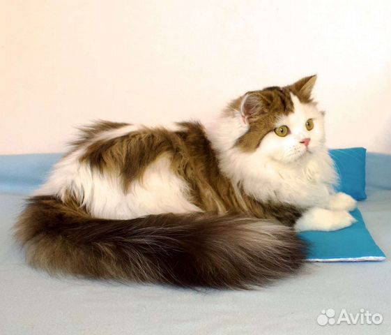 Шикарный котик. Очень породистый. Хайленд страйт