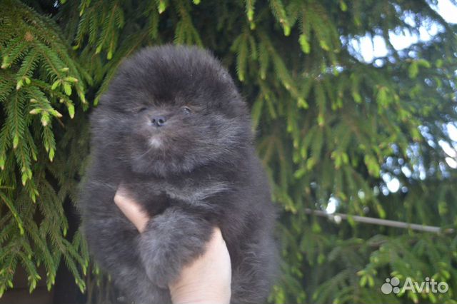 Мальчишечка тигренок