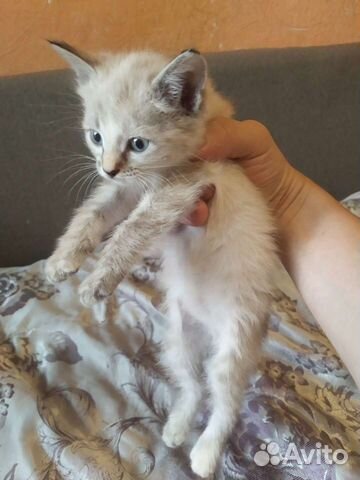 Кошка 1.5 мес на лоток ходит