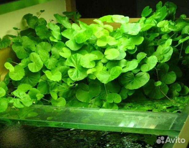 Аквариумное растение Гидрокотила белоголовая