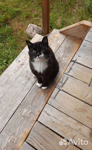 Прибился котик