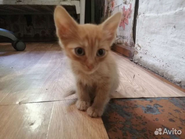 Рыжий котенок, мальчик