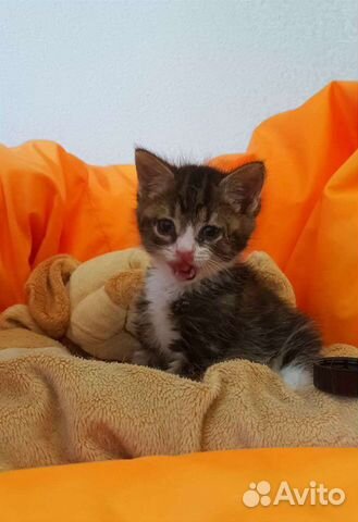 Малыш Цезарь ищет мампап