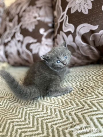 Маленький ангел
