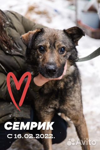 Слепой Семрик