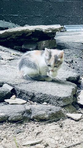 Котята бесплатно в добрые руки