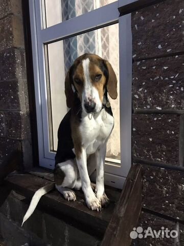 Вязка эстонская гончая