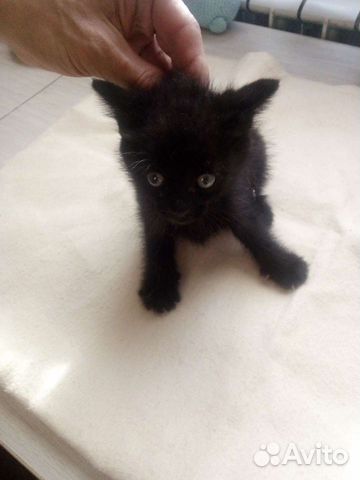 Черный котенок 1 месяц.котик