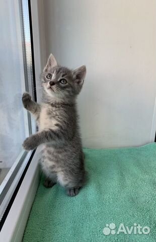 Котик голубого окраса 1 мес