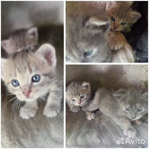 Котята сиротки