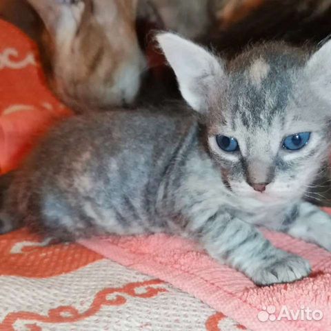 Котята