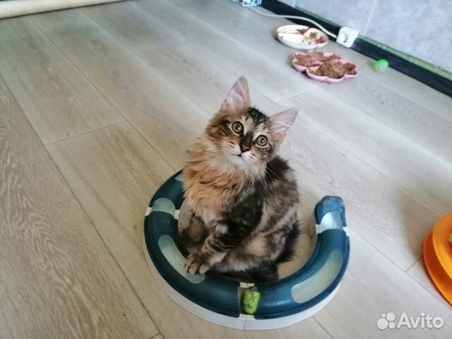 Курильский бобтейл
