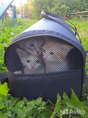 Котята в добрые руки, Смотрите видео