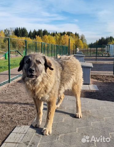 Метис кавказской овчарки в добрые руки