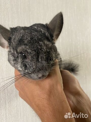 Отдам в добрые руки шиншиллу