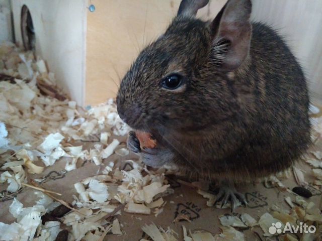 Чилийская белка дегу отдам в хорошие руки