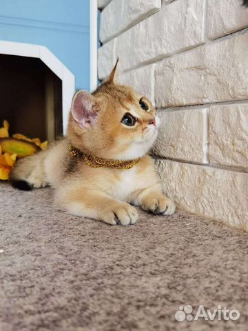 Будущая британская королева