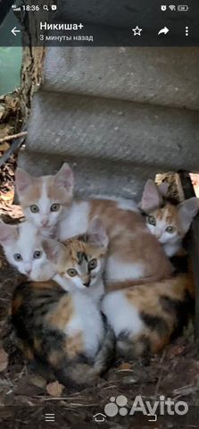 Котята в Огромной беде Спасите кто может