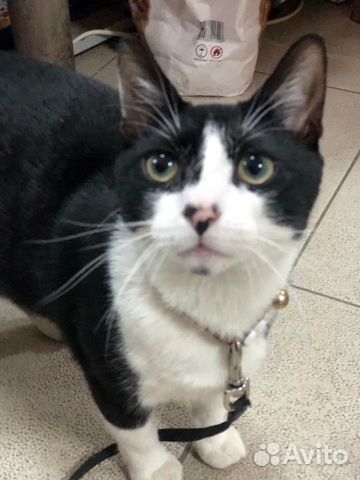 Мурочка на веревочке ишем дом