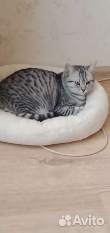 Кошечка в добрые руки