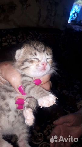 Котята от кошки мышеловки