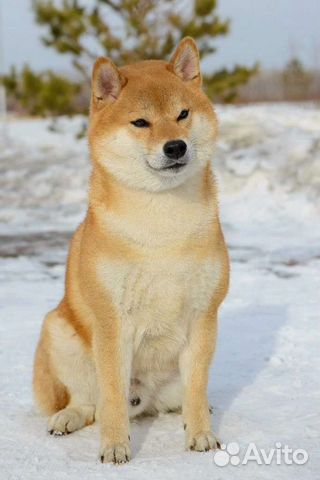 Кобель Сиба вязка