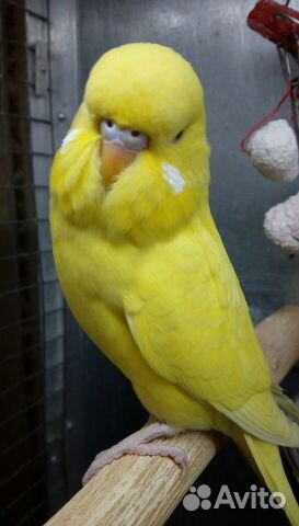 Желтый попугайчик