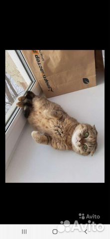 Кошки в добрые руки бесплатно