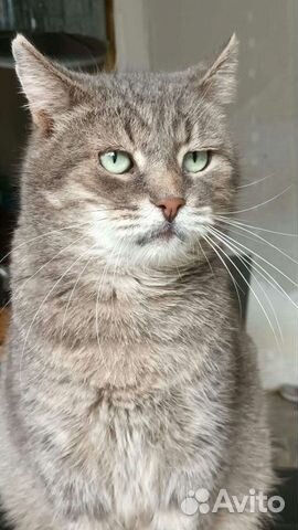 Котик Котофей