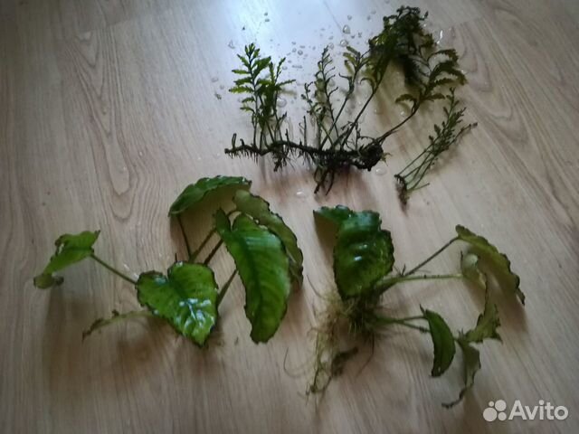 Аквариумная прополка болбитис анубиас