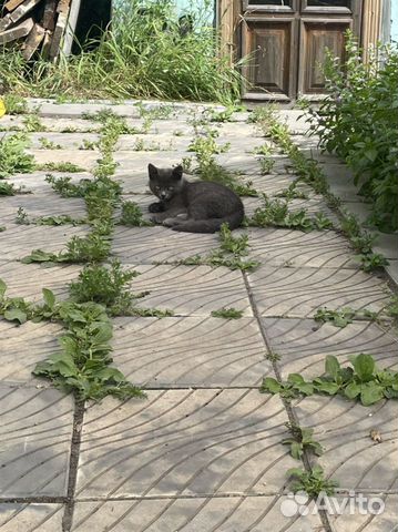 Отдам котика