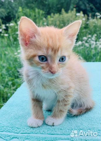 Котик рыжик 1 месяц