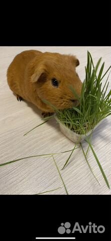 Морские свинки