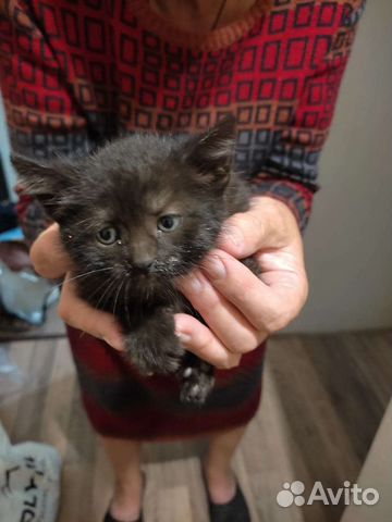 Кошка