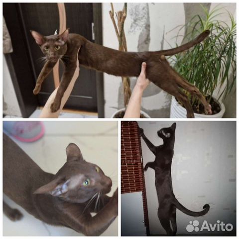 Ориентальный кот вязка