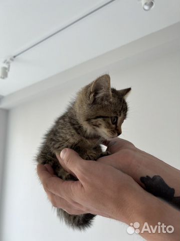 Котёнок (девочка)