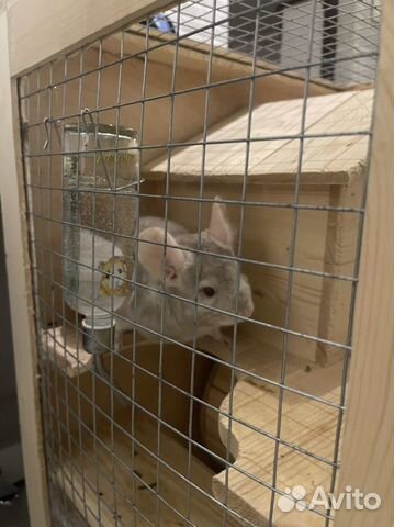 Британская шиншилла