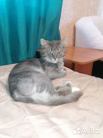 Котик ищет дом