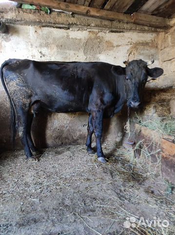 Корова дойная