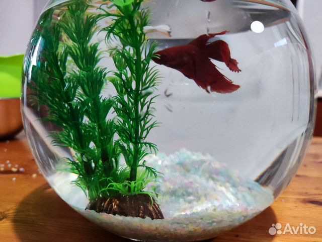 Рыбка петушок