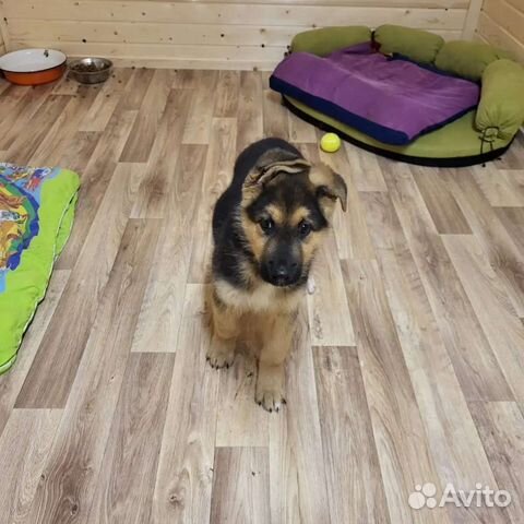 Щенок метис овчарки в добрые руки