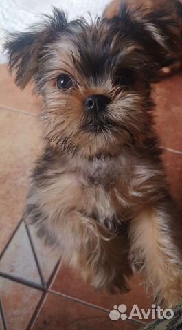 Собаки щенки