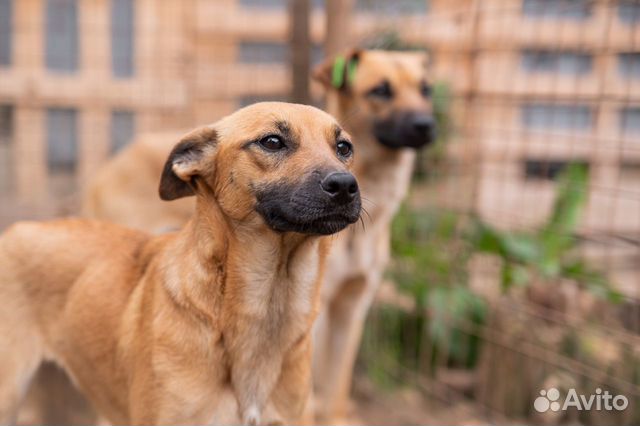 Малышка в добрые руки