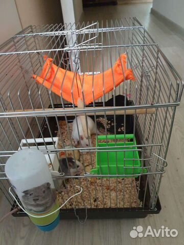 Крыски молодые