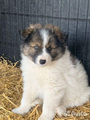 Щенок мальчик 2 месяца