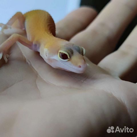 Эублефар Солнышко