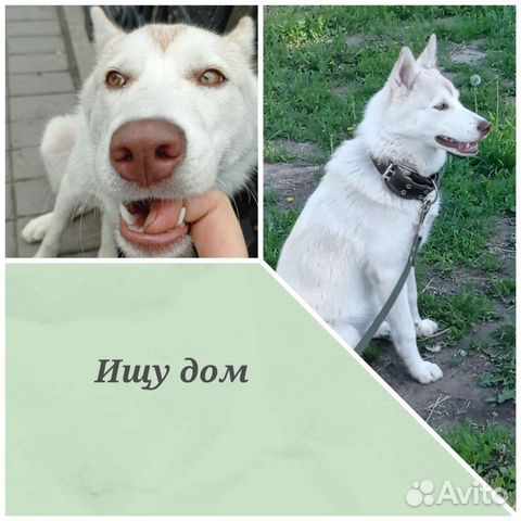 Лайка Даша